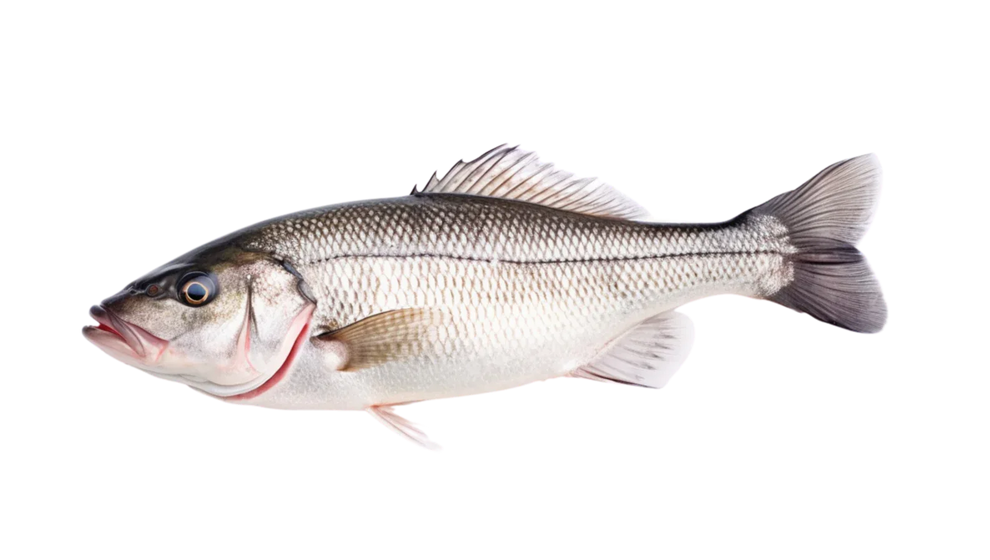 SEA BASS FISH CUT – Kashmir Watan Foodstores